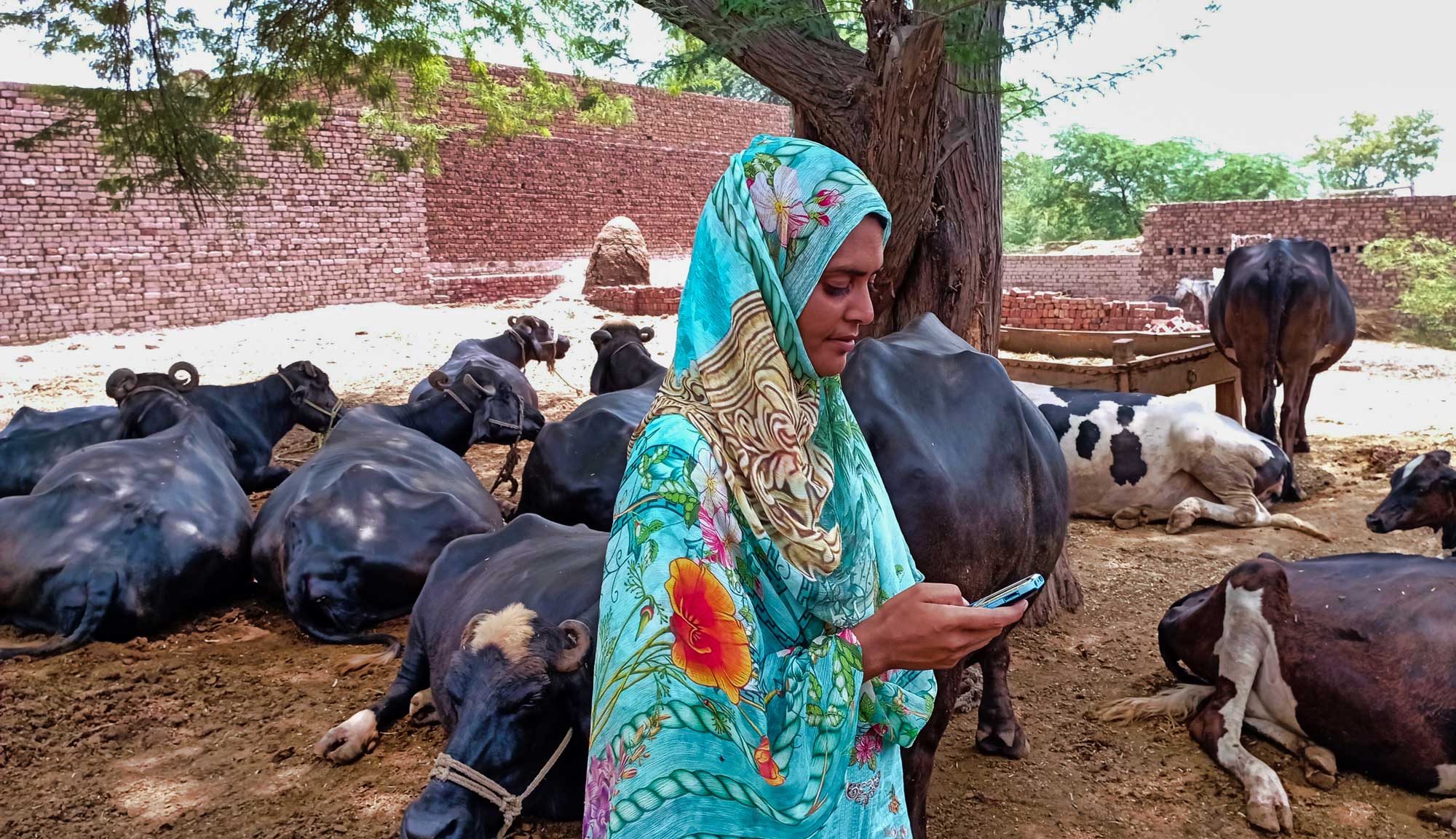 Have farmers bounced back from the initial shocks of the COVID-19 ...