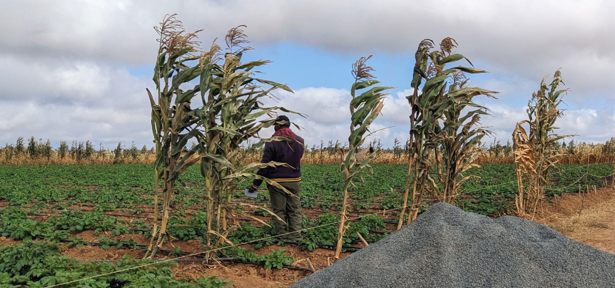 Enhanced Rock Weathering for Carbon Removal – Precision Development (PxD)