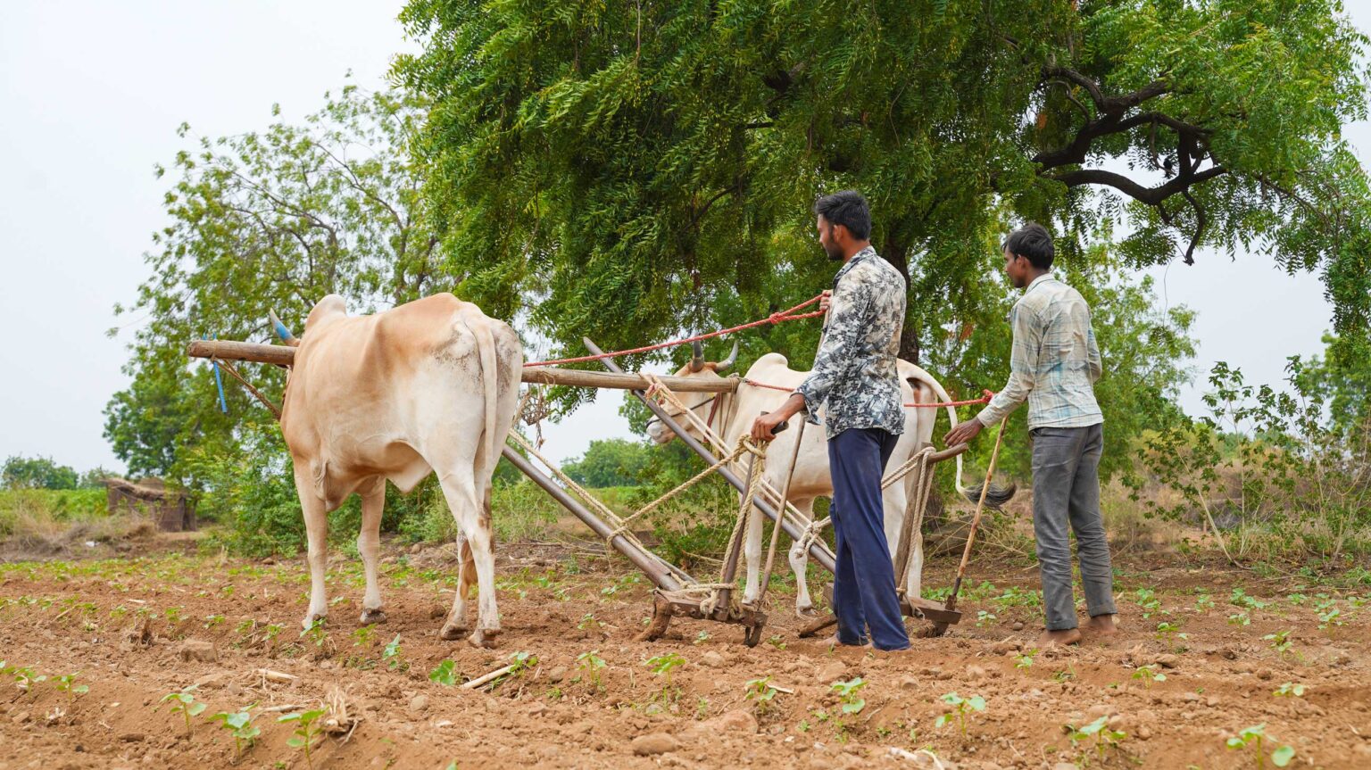 Initiatives Archive – Precision Development (PxD)